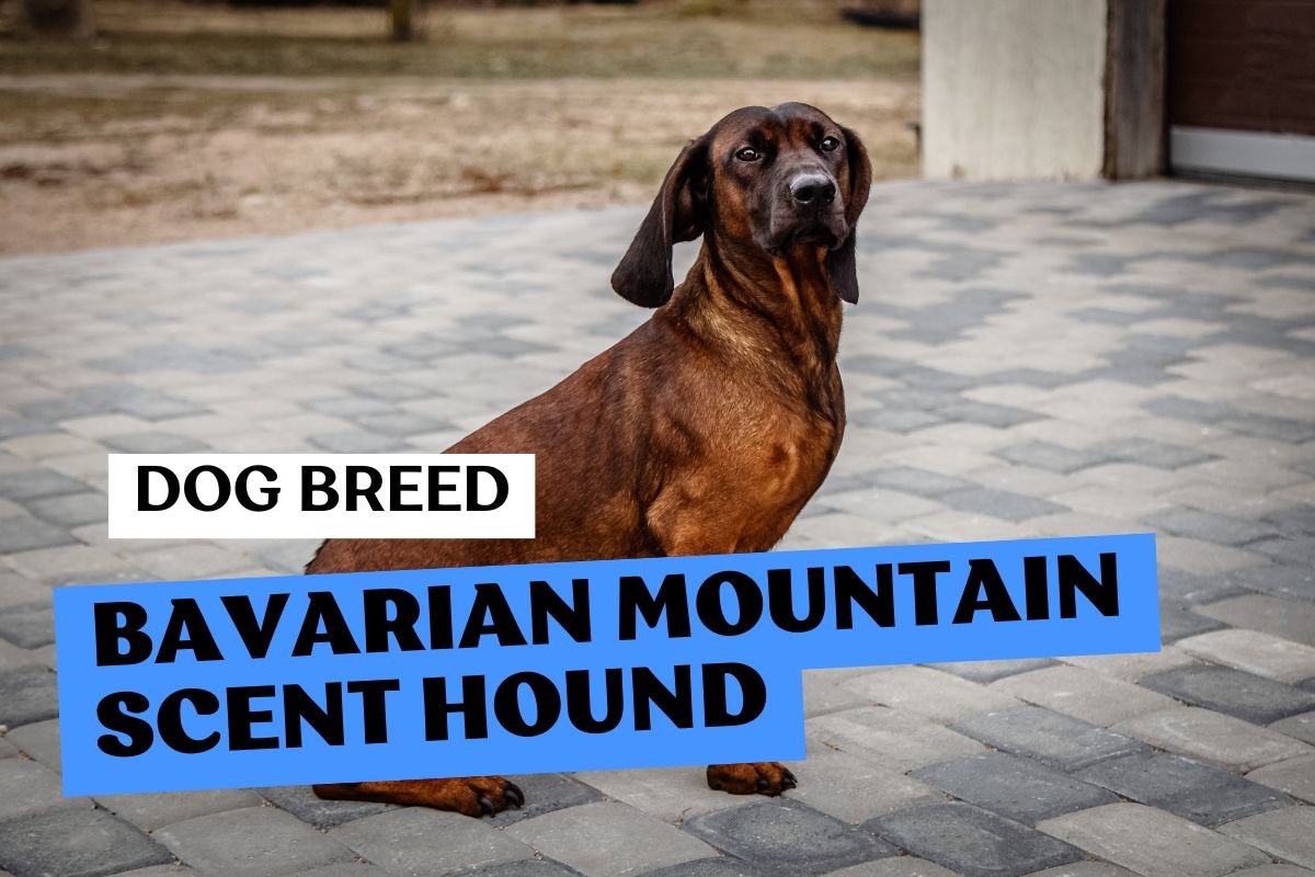 Bavarian Mountain Scent Hound | Dog Breed Information