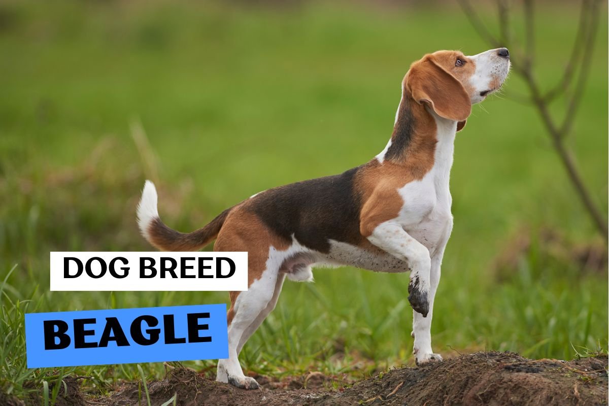 Beagle | Dog Breed Information