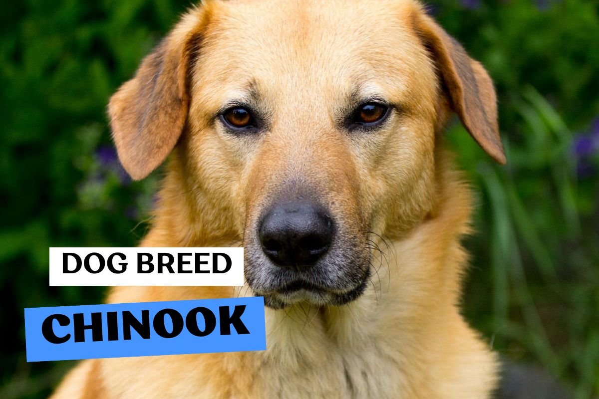 Chinook | Dog Breed Information