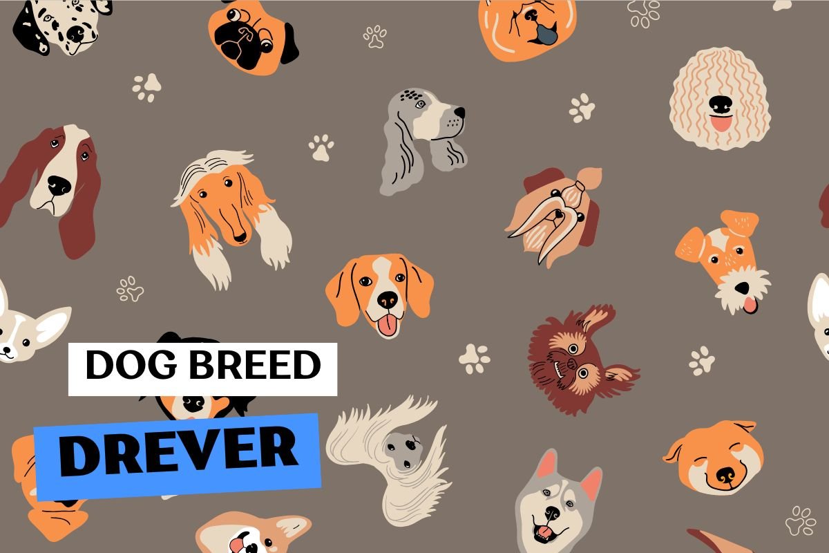 Drever | Dog Breed Information
