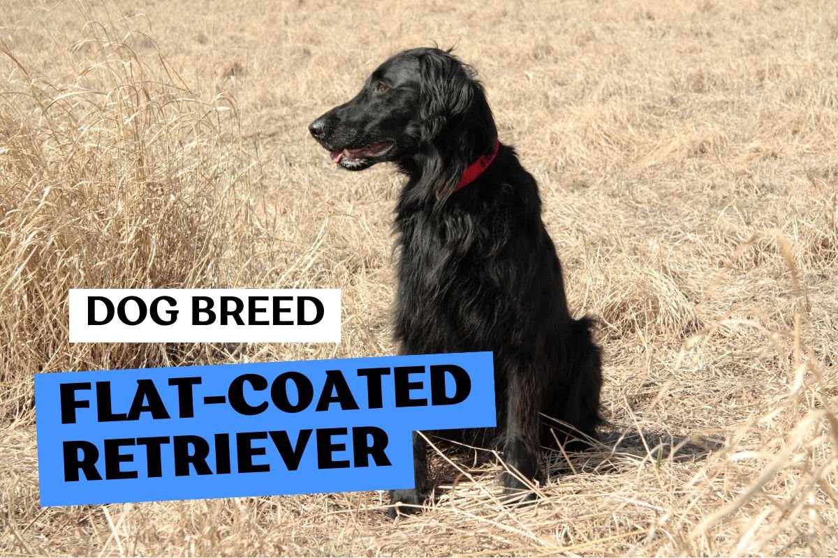 Flat-Coated Retriever | Dog Breed Information
