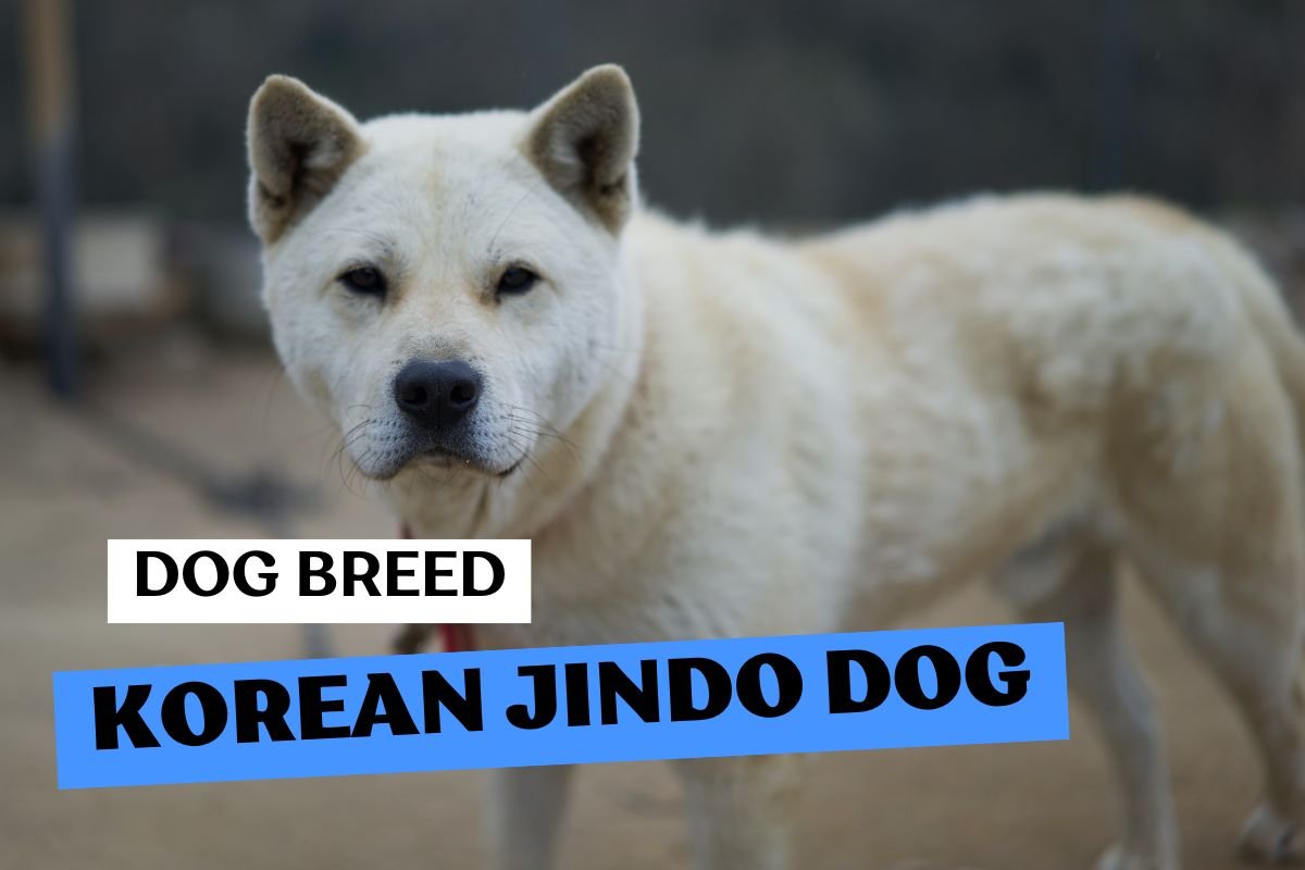Korean Jindo Dog | Dog Breed Information