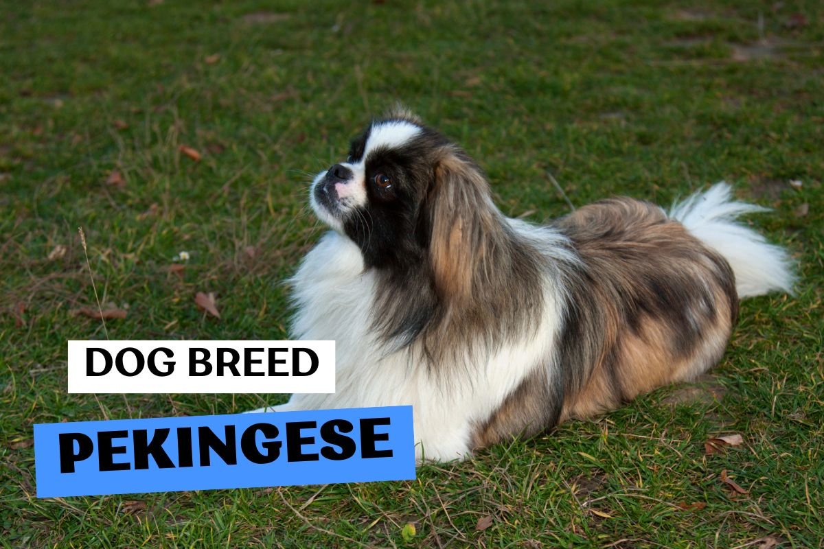 Pekingese | Dog Breed Information