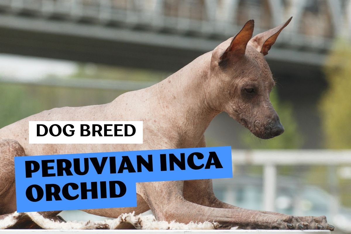 Peruvian Inca Orchid | Dog Breed Information