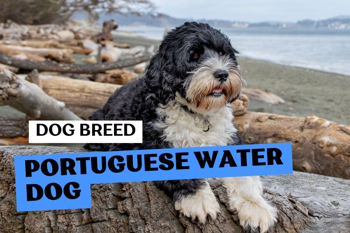Portuguese Water Dog | Dog Breed Information