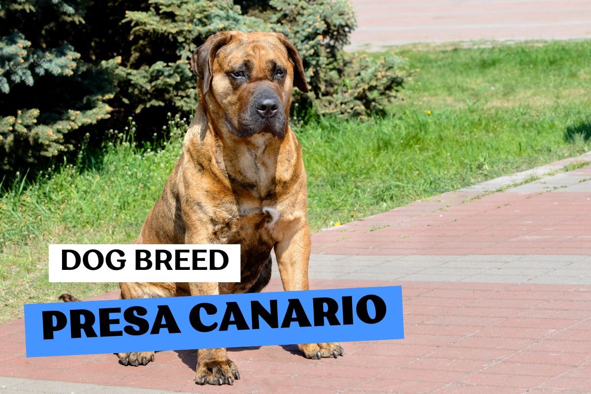 Presa Canario | Dog Breed Information