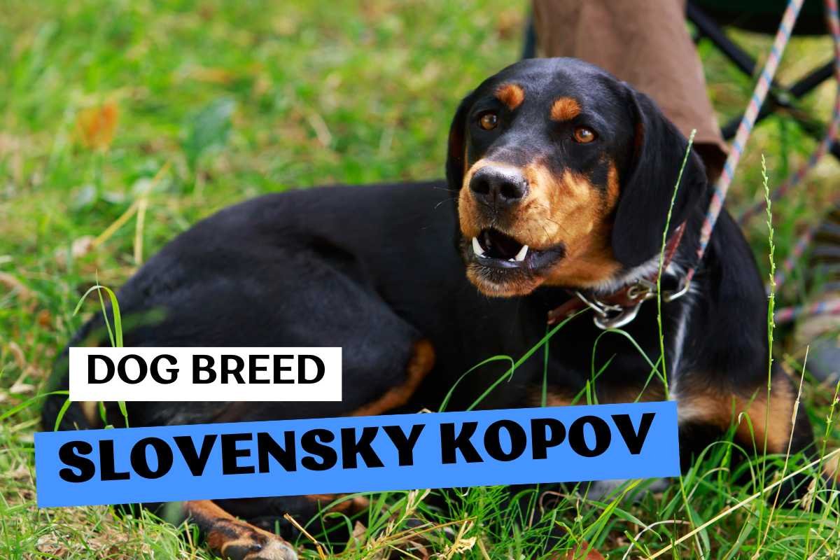 Slovensky Kopov | Dog Breed Information